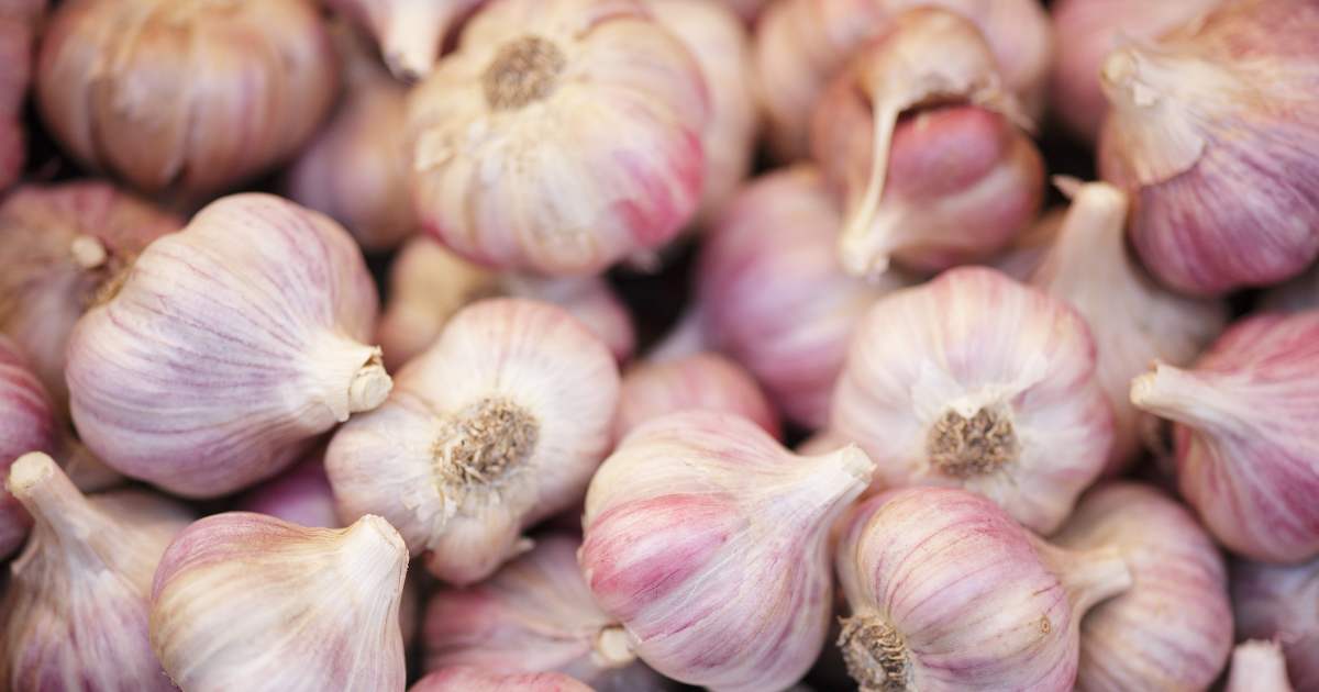 Garlic nutritional info, health benefits, recipes & more